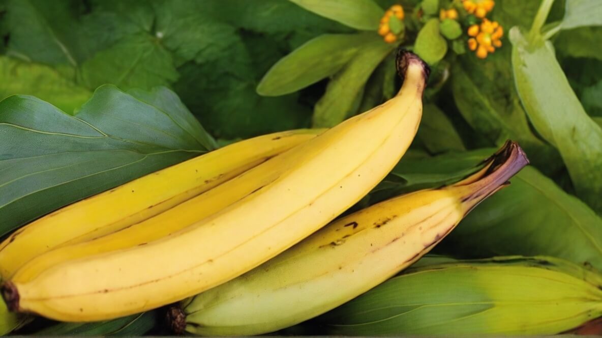 Plantain: Discover The No.1 Recipes & Nutrition Tips